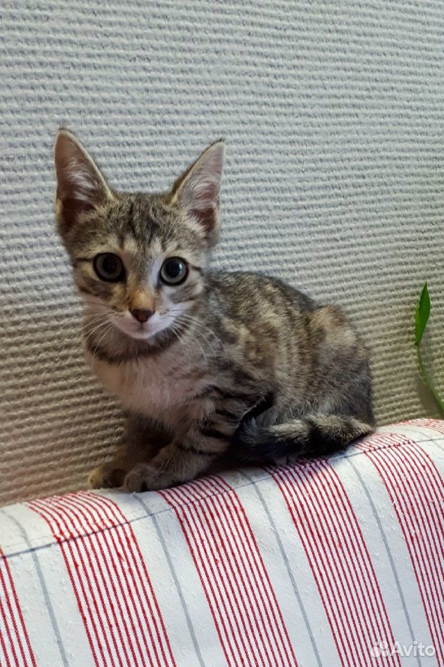 Котенок Сеня ищет дом