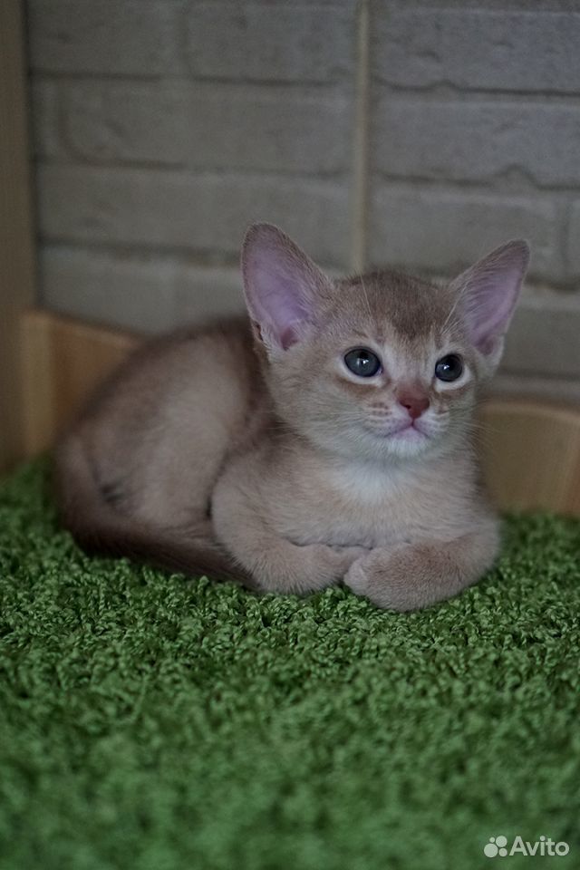 Абиссинская Блондинка