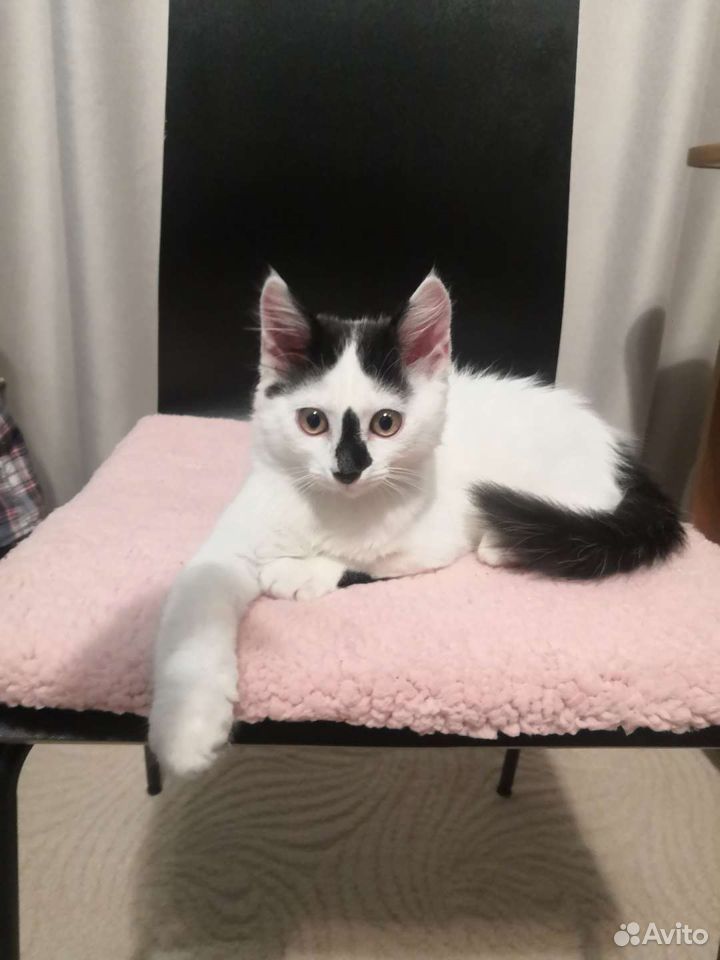 Котёнок Кокос