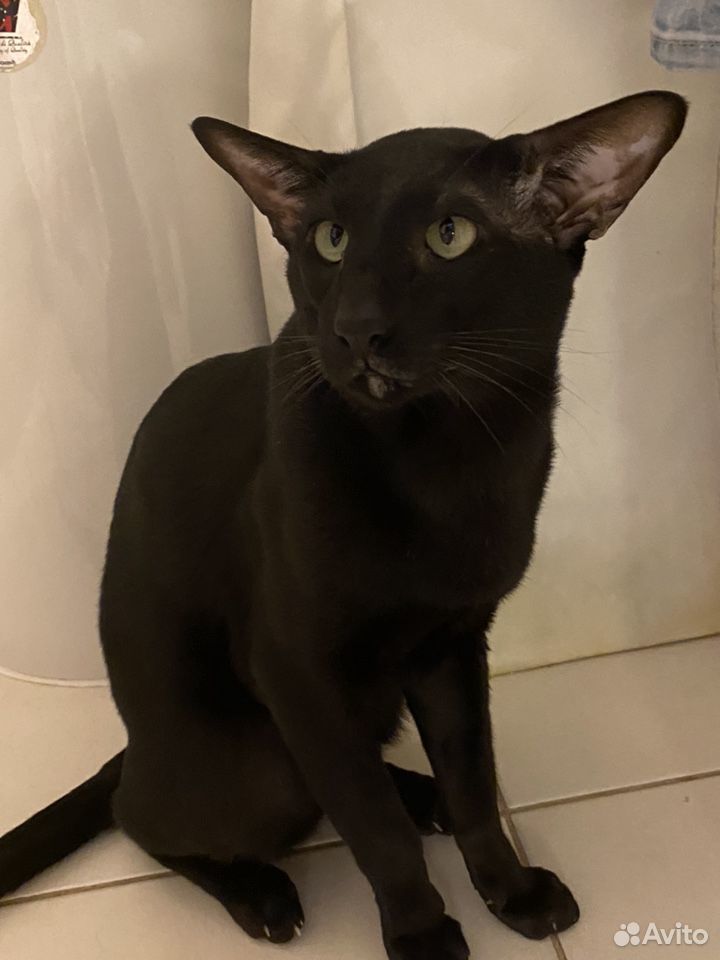 Кот породы Ориентал