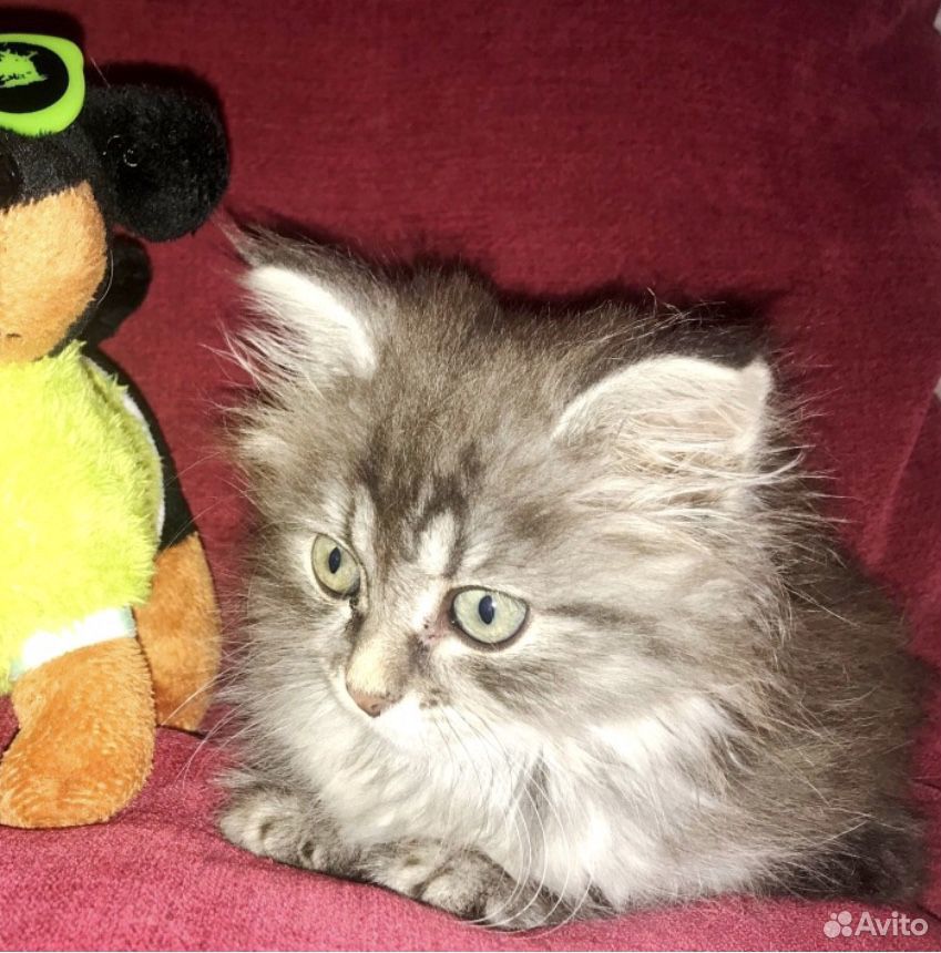 Котёнок а-ля сибирячок Симона 2 месяца в добрые ру