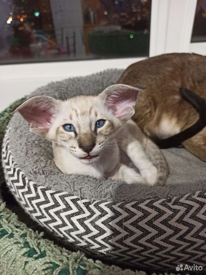 Ориентальные котята сил-табби-пойнт мальчик