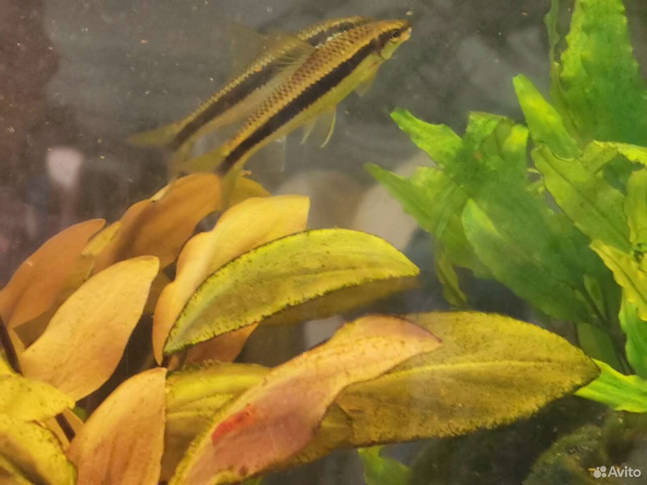 Сиамский водорослеед