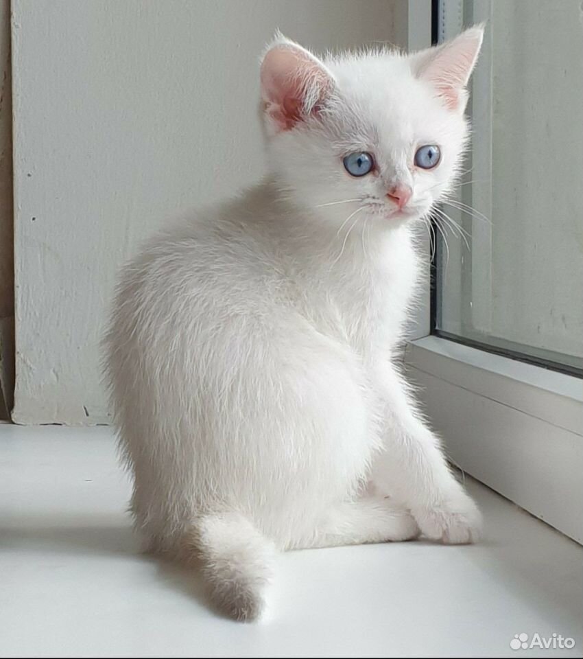 Нежная британочка