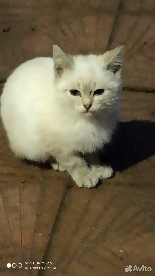 Котёнок в надёжные руки