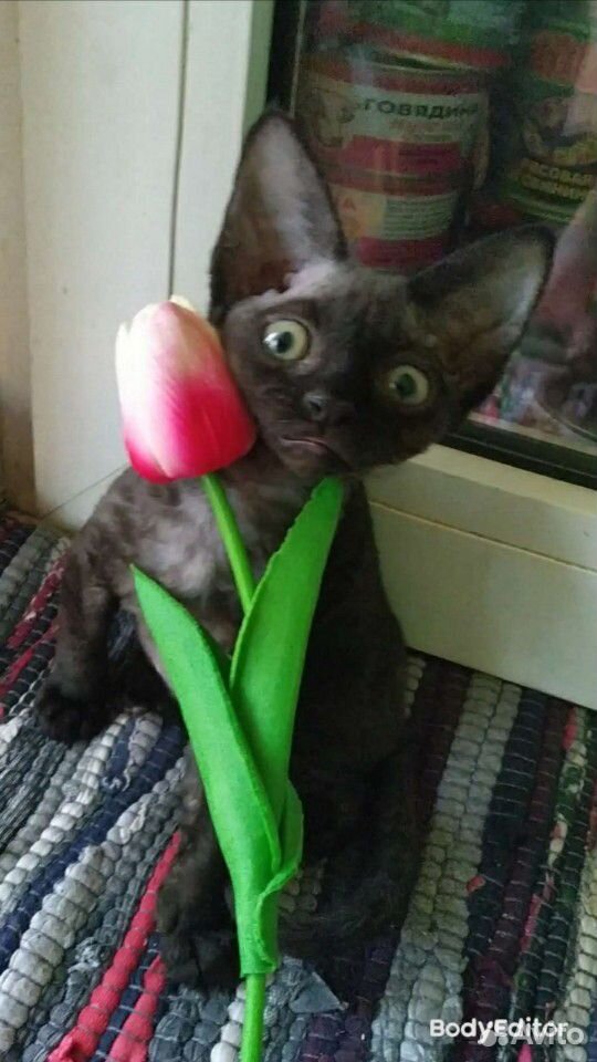 Кудрявые кошечки