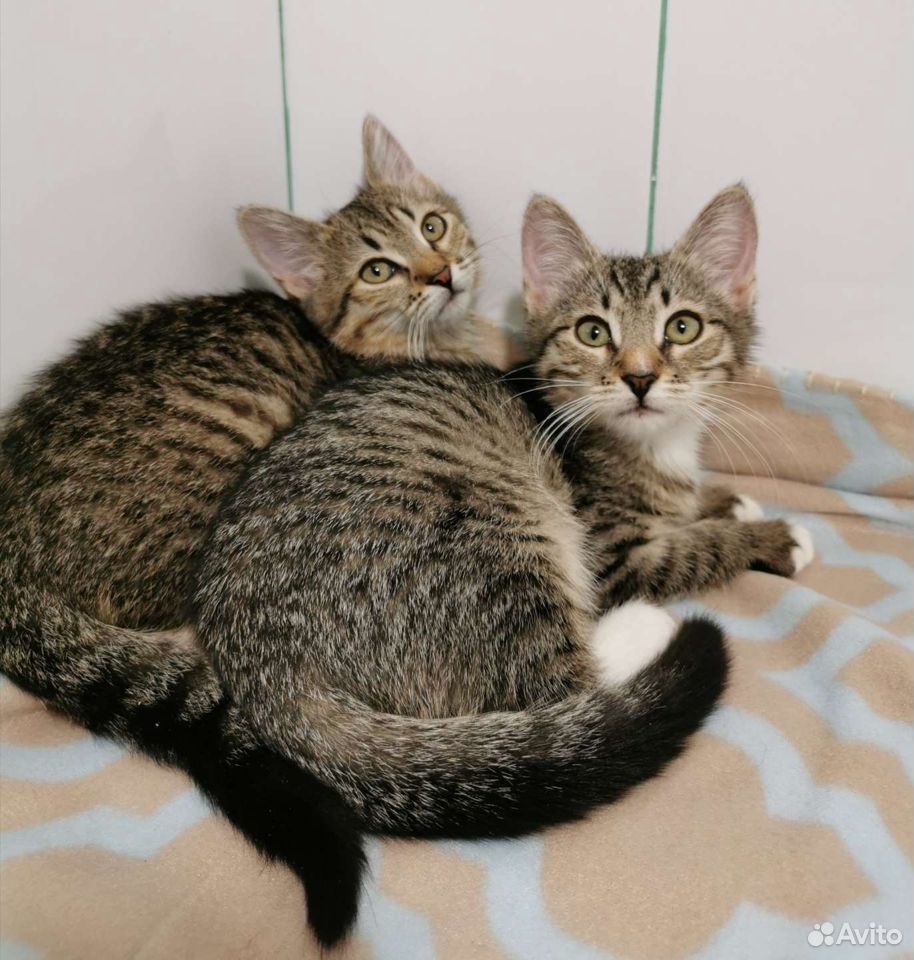 Два котёнка Маркус и Василиса в поисках дома