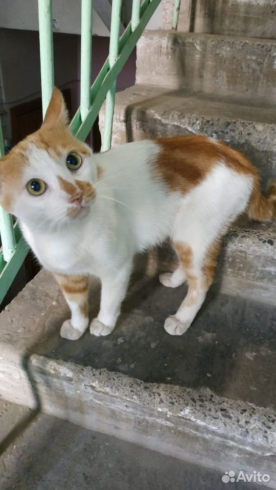 Кот Барсик непородистый