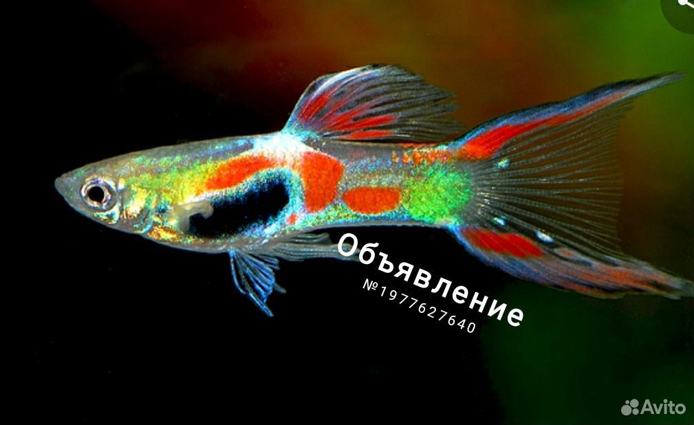 Гуппи Эндлера