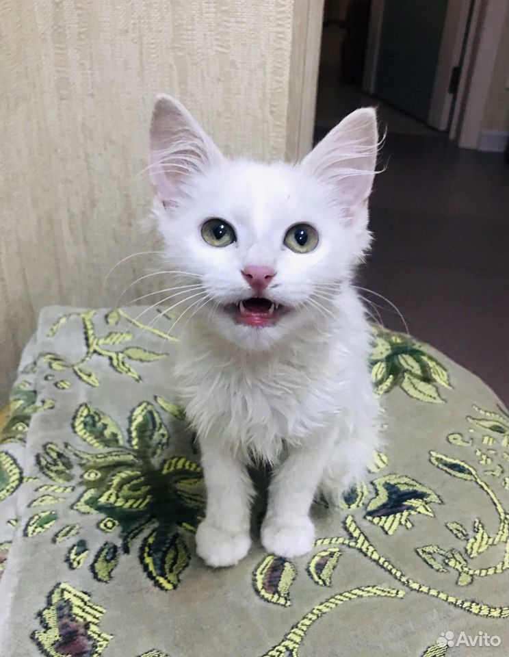 Турецкая ангора