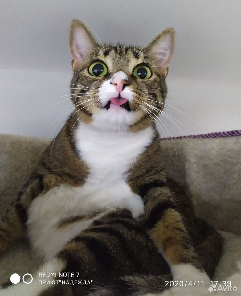 Милка-аристкратка, супер кошка