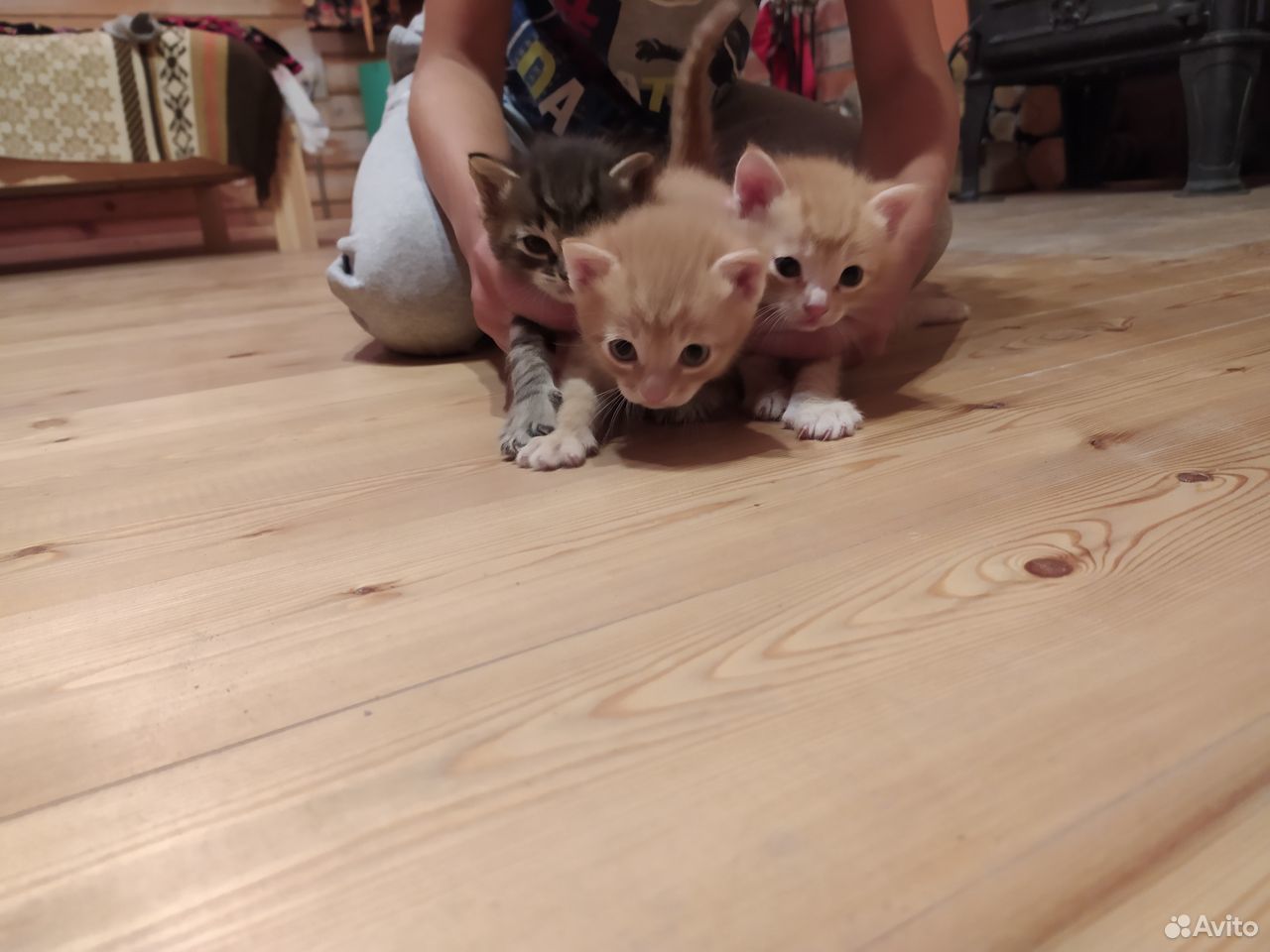 Котята