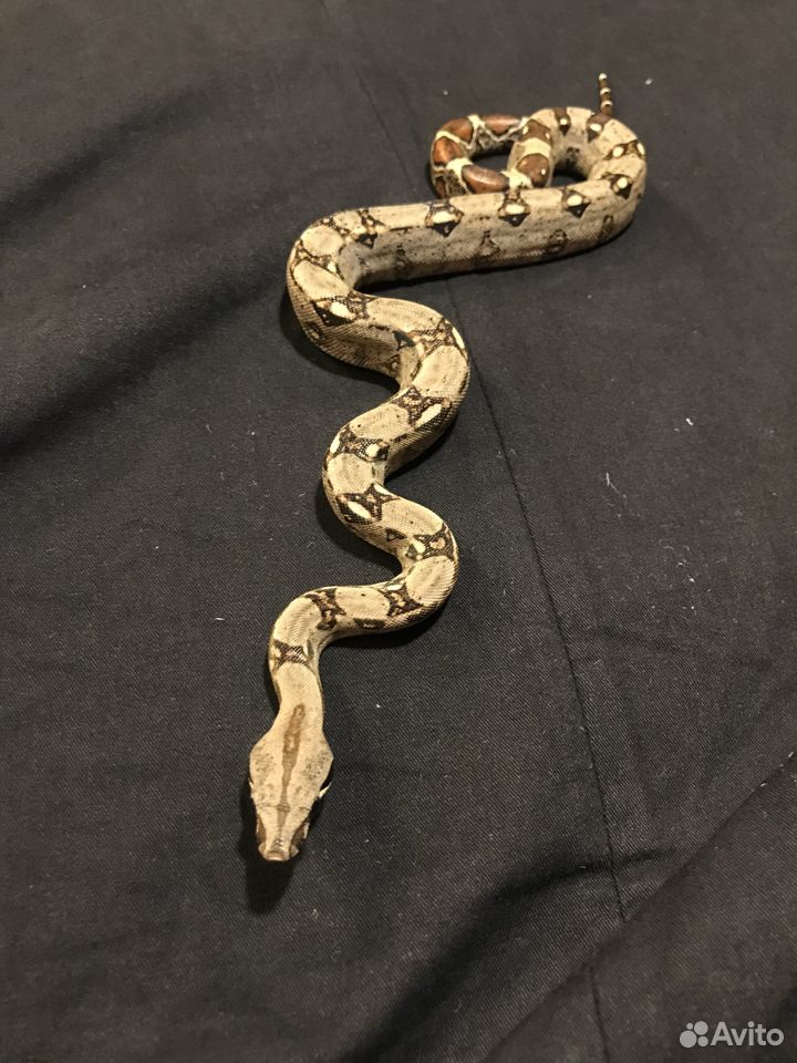 Удав императорский normal