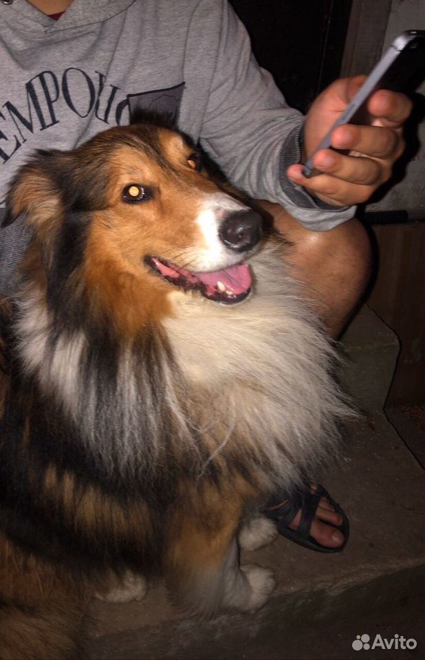 Колли, мальчик, очень добрый и ласковый