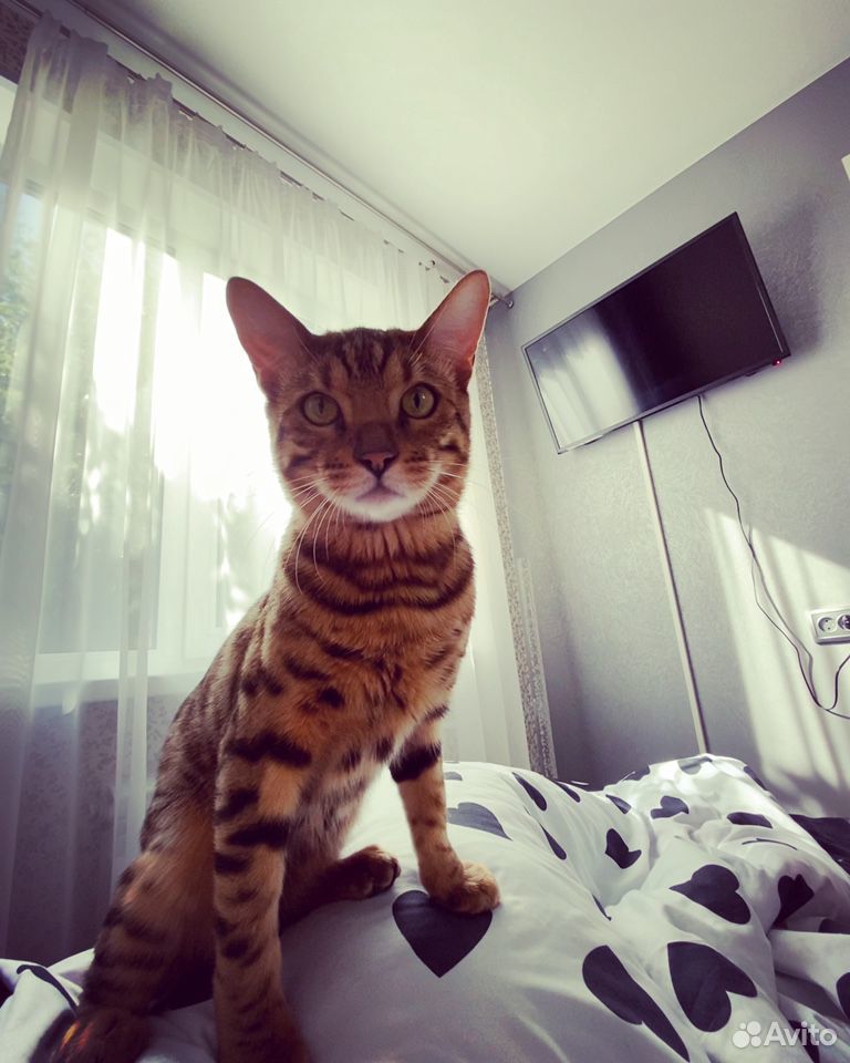 Бенгальская