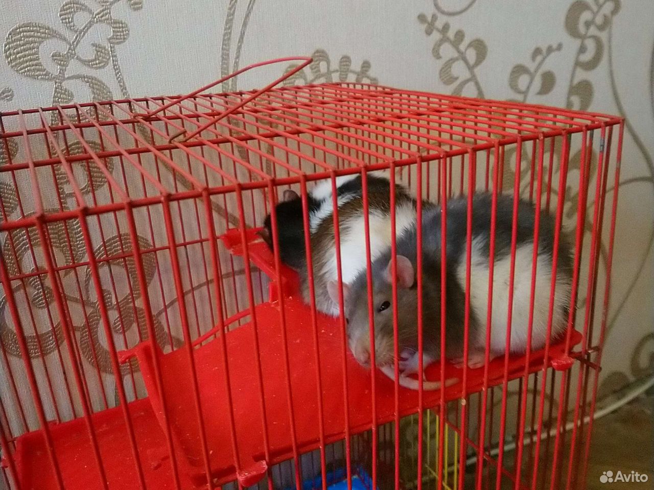 3 Крысы Капюшонные