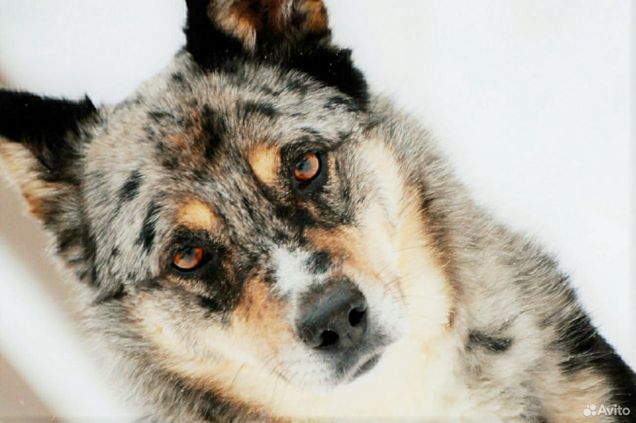 Глаша в добрые руки