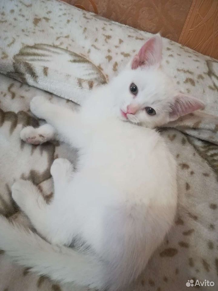 Отдам котёнка