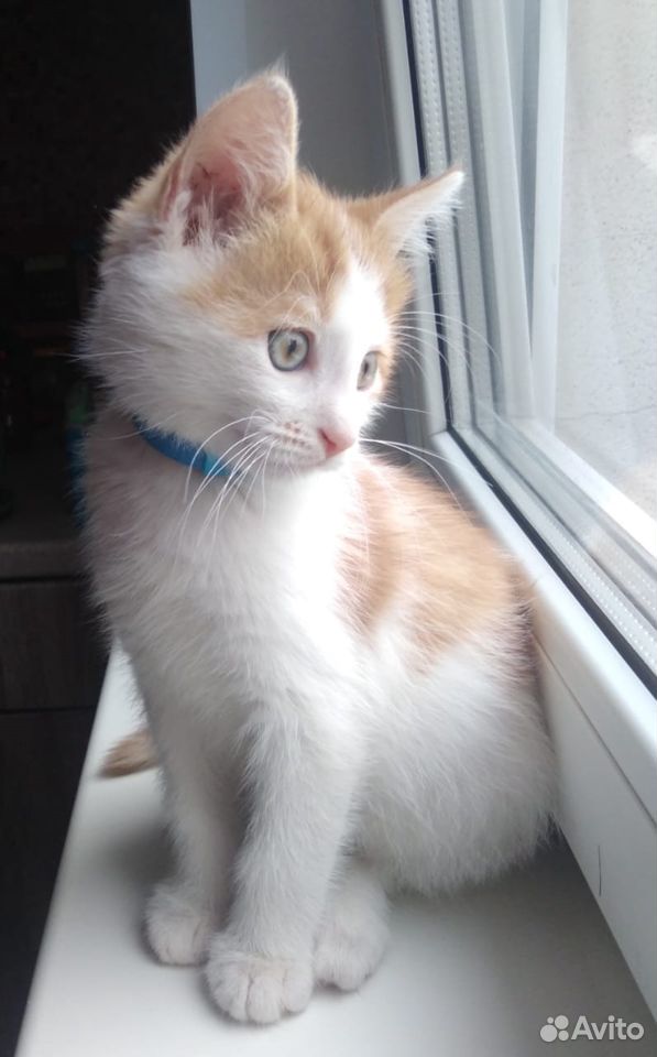 Кот
