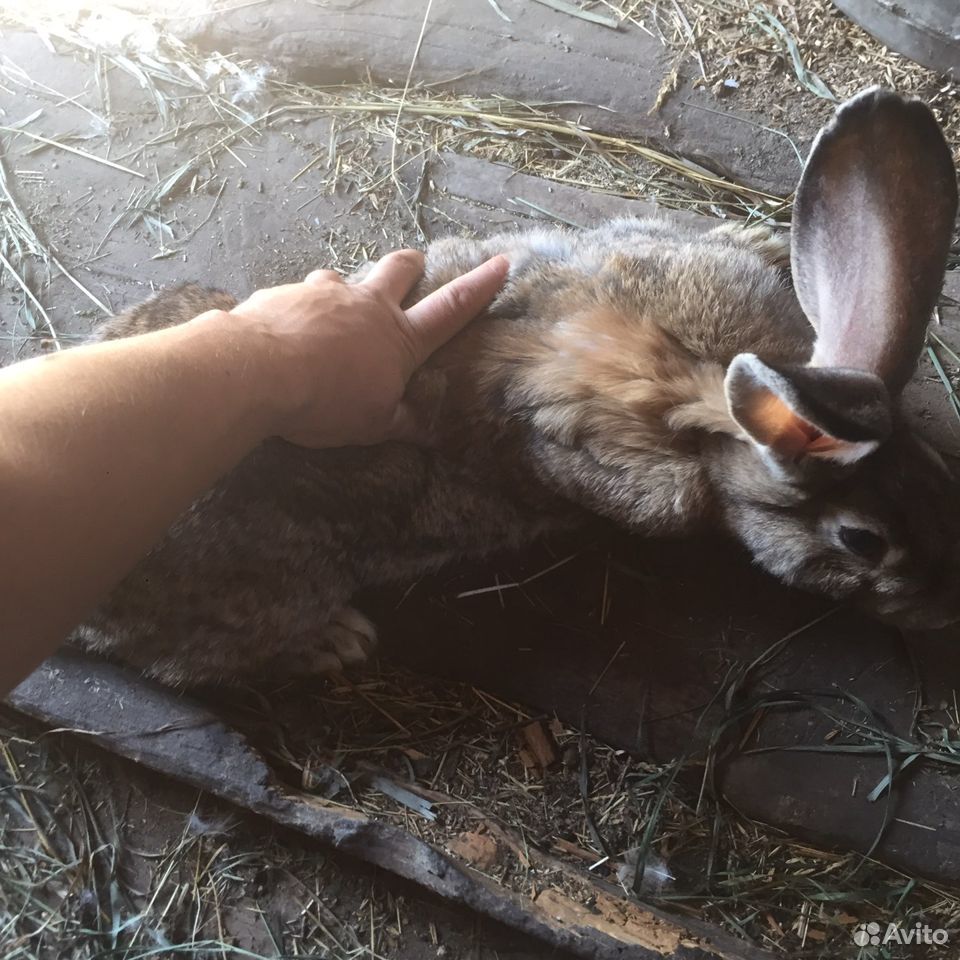 Крольчихи фландр