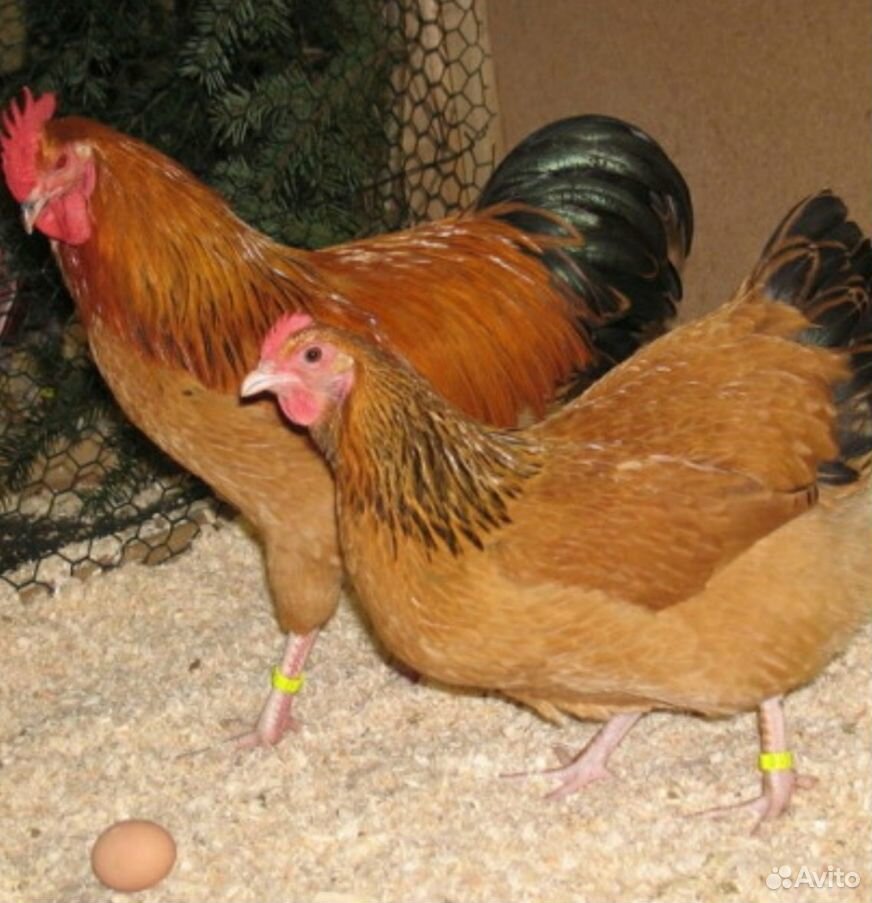 Кучинская юбилейная (цыплята)