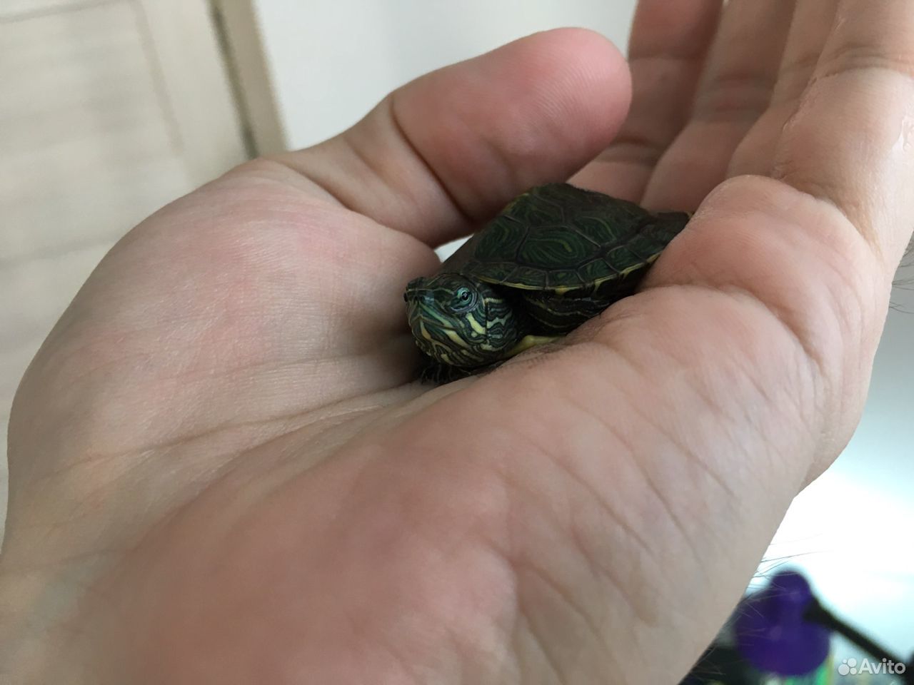 Красноухая черепаха малыш