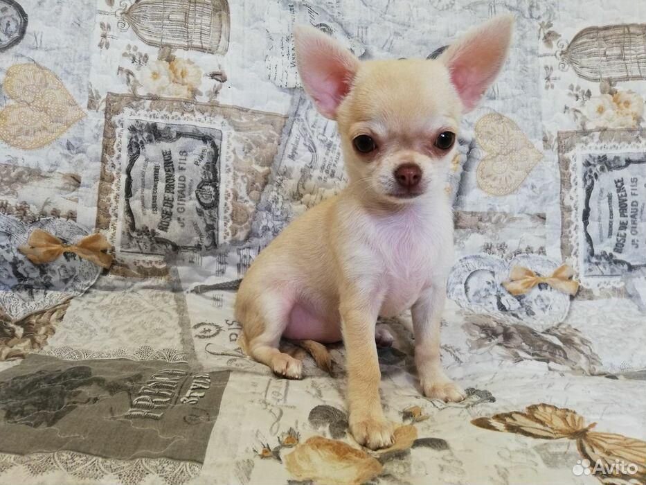 Чихуахуа, девочка 2,5 мес