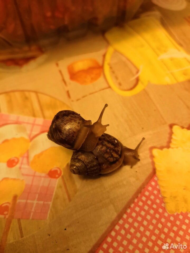 Улитка ахатина (пантера)