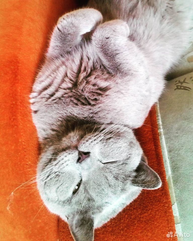 Кот Британский, 6 лет, в добрые руки