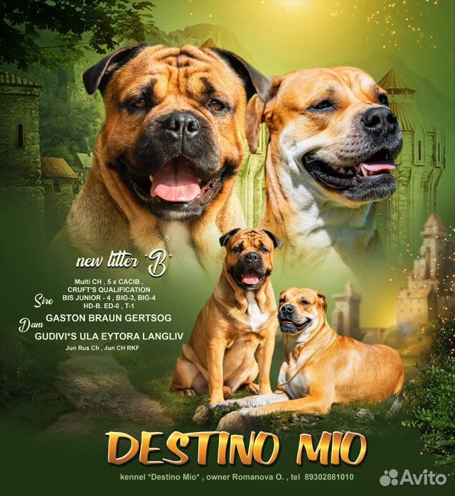 Щеночки Ка де Бо питомник