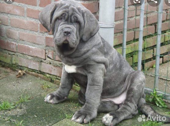 Мастино неаполитано