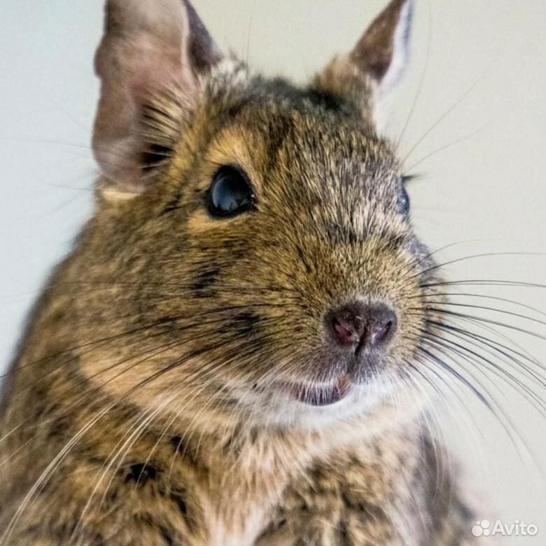 Дегу в добрые руки