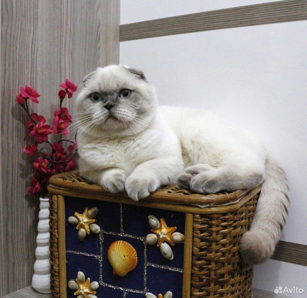 Вязка с шотландским вислоухим котом
