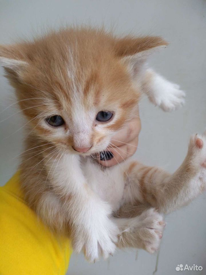 Котята