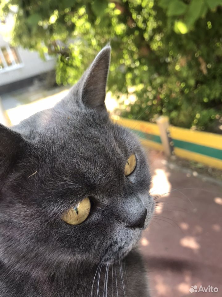 Британская кошка в добрые руки