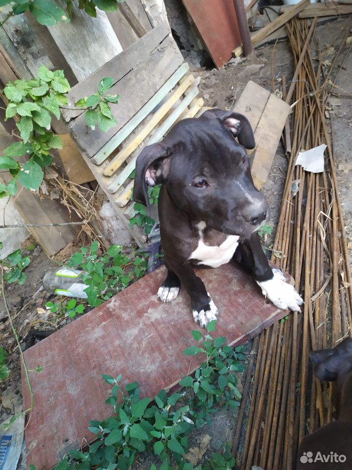 Щенки Американского Питбультерьера