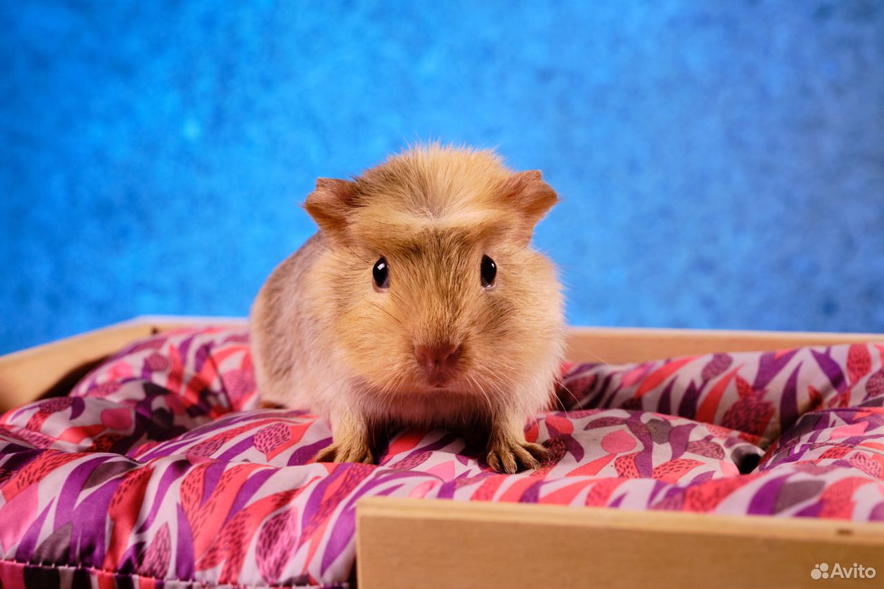 Морские свинки