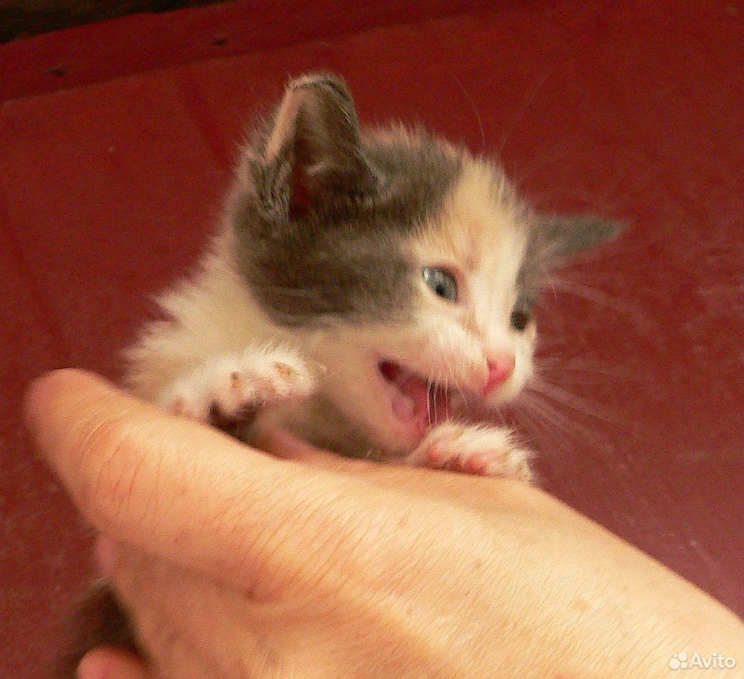 Котенок