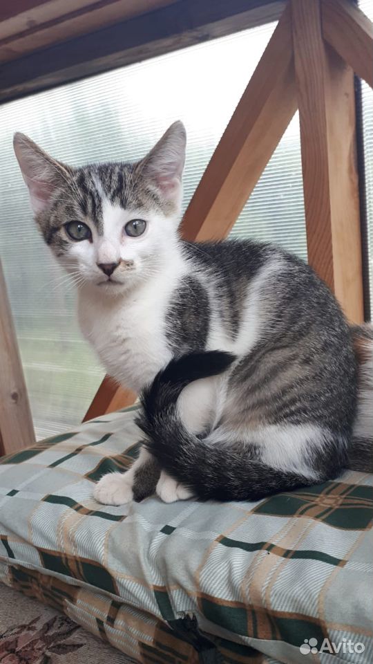 Кот