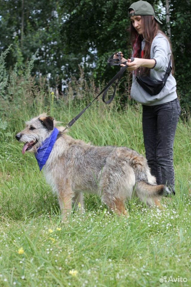 Собака Тиша ищет дом