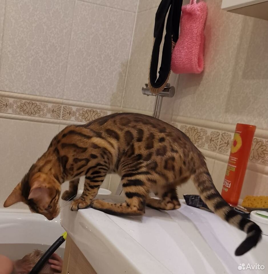 Кошечка Бенгальской породы