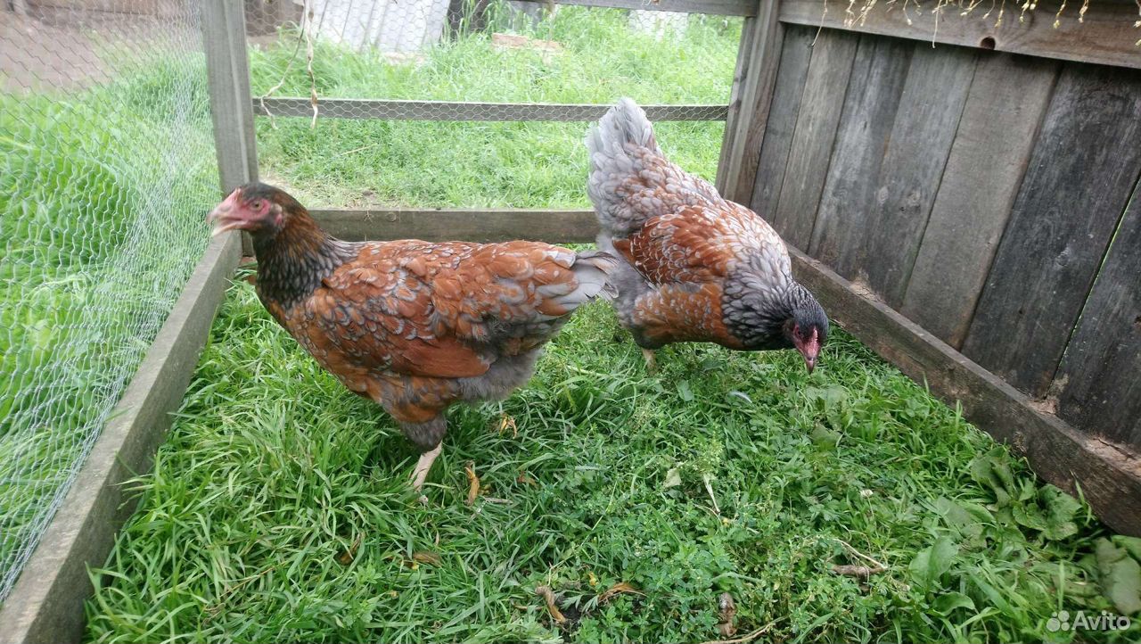 Куры молодки помесные