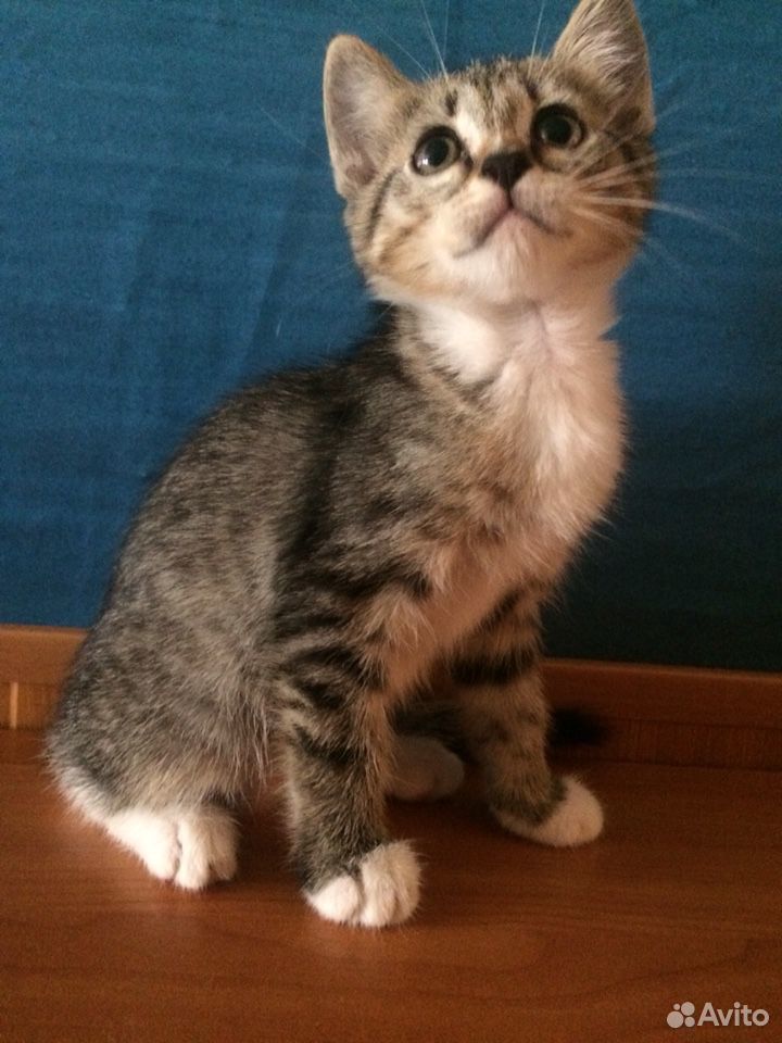Котята