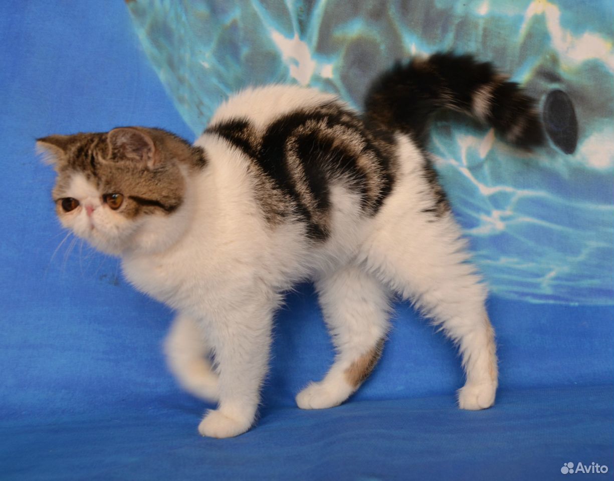 Шикарный мраморный экзотический красавец