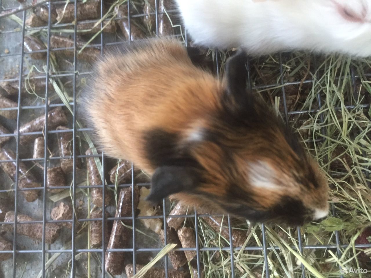 Морские свинки