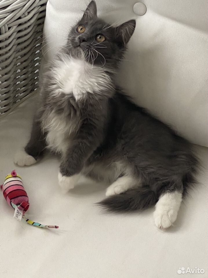 Малыш Моня 3,5 месяца ищет дом