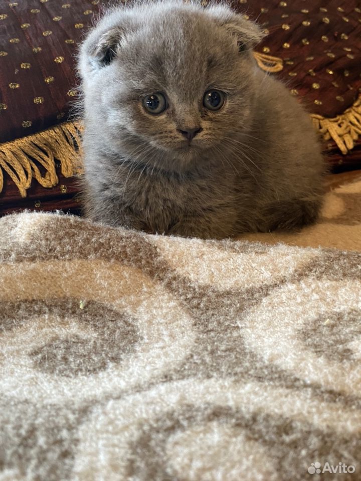 Шотландская