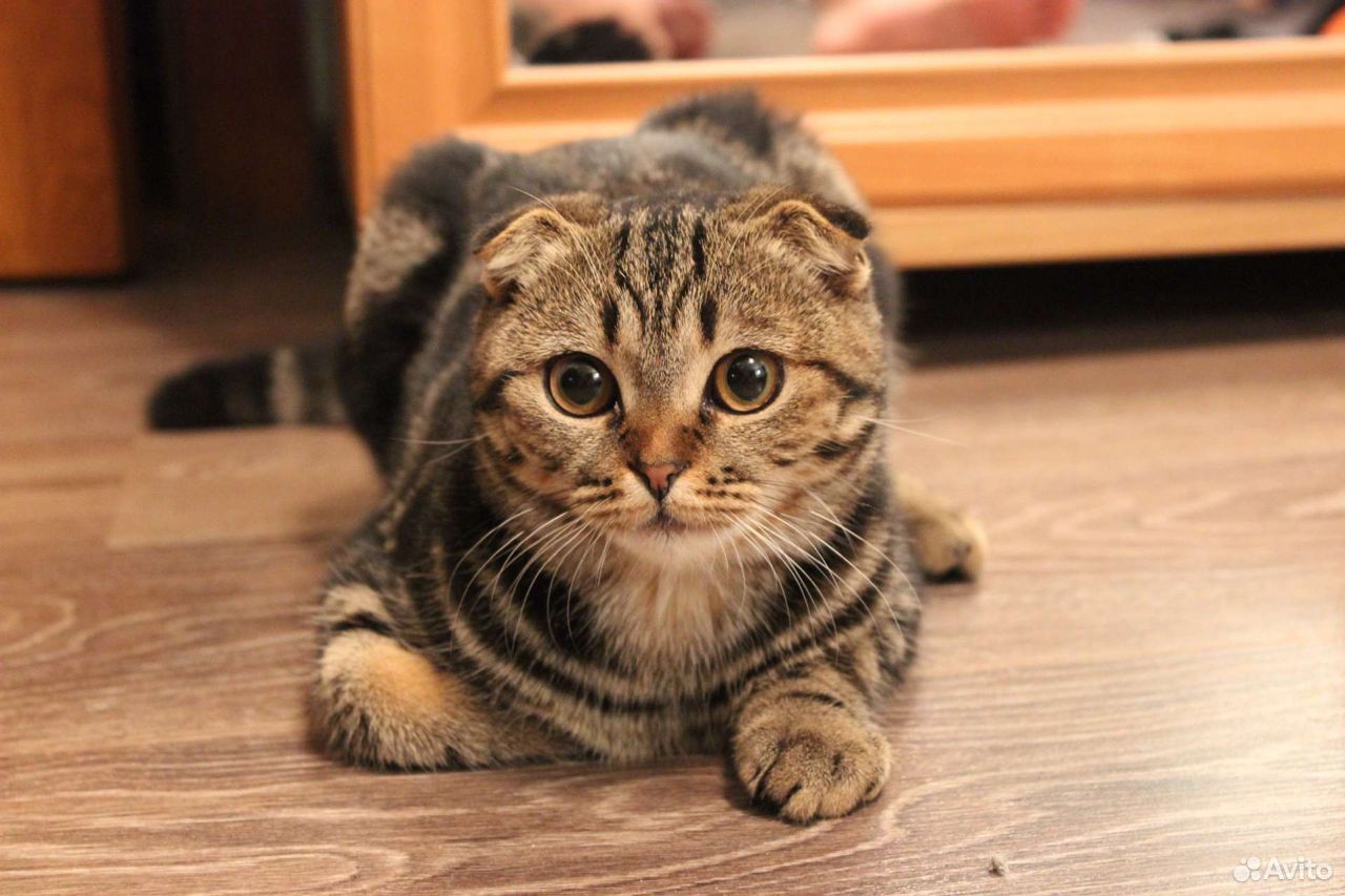Котята шотландской вислоухой