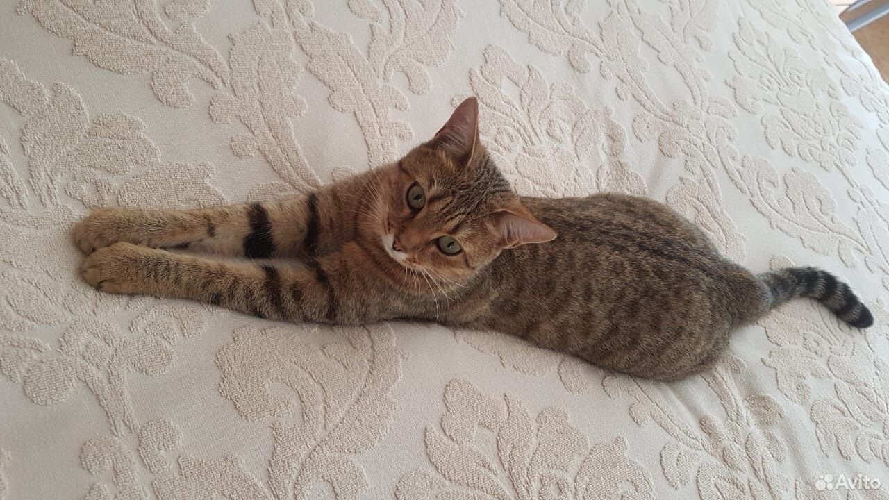Метис бенгала отдам
