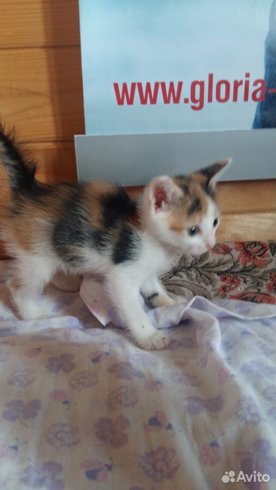 Трехцветный котенок в дар 3 недели